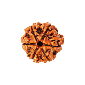 Different Types Of Rudraksha | Zen Healing Studio